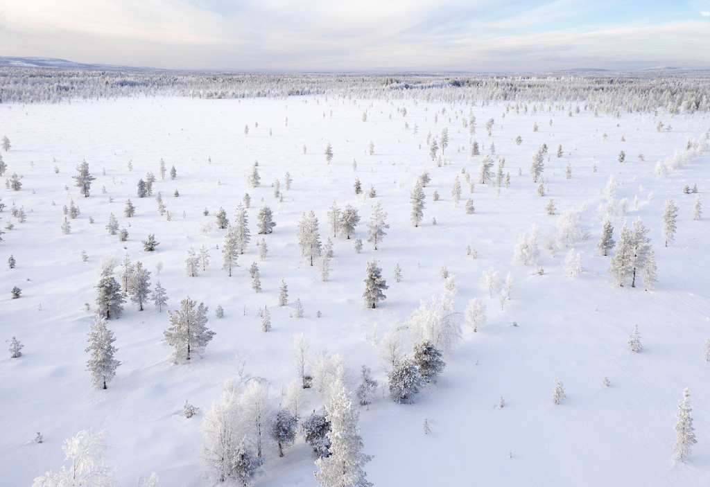 Pahajoenjänkä – an Arctic Rewilding Star for 2022 | Snowchange Cooperative